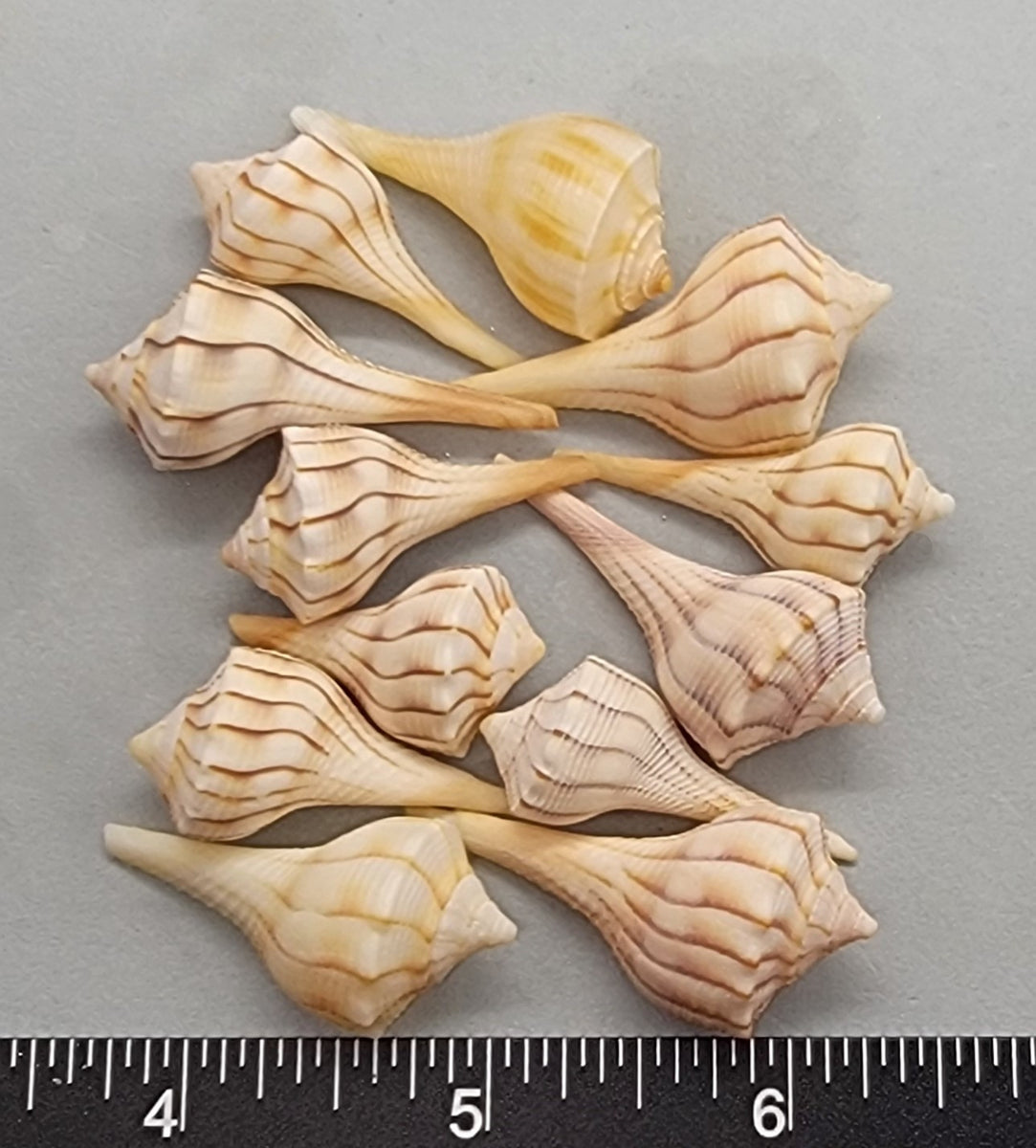 Left-Handed Whelks - 25mm to 40mm - 12 pcs – Shells for Artists