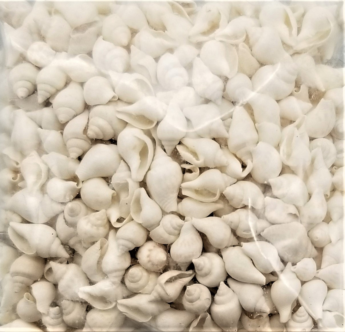 Doves – Shells for Artists