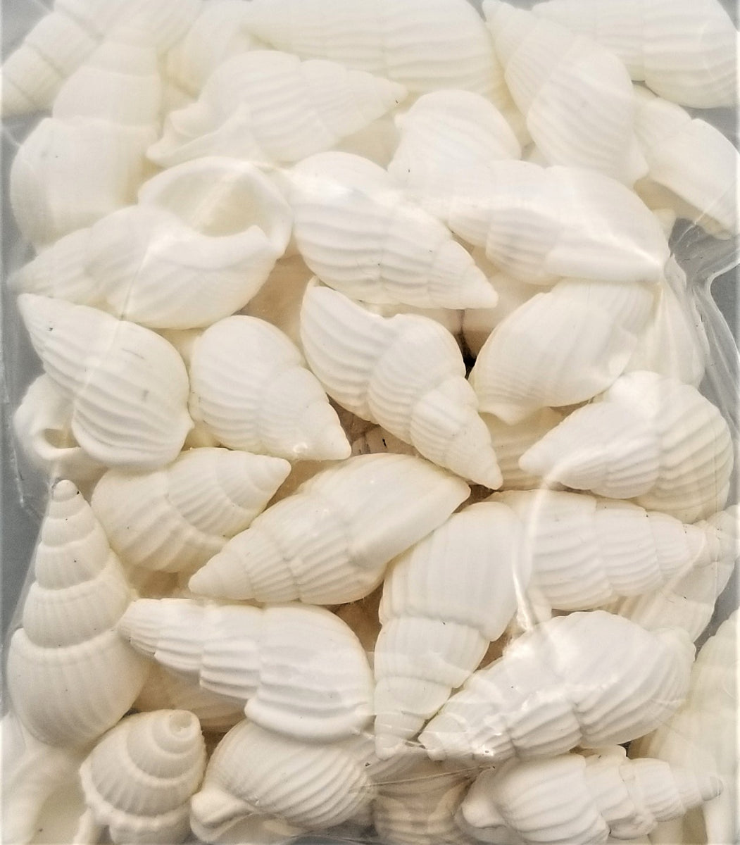 Whelks – Shells for Artists