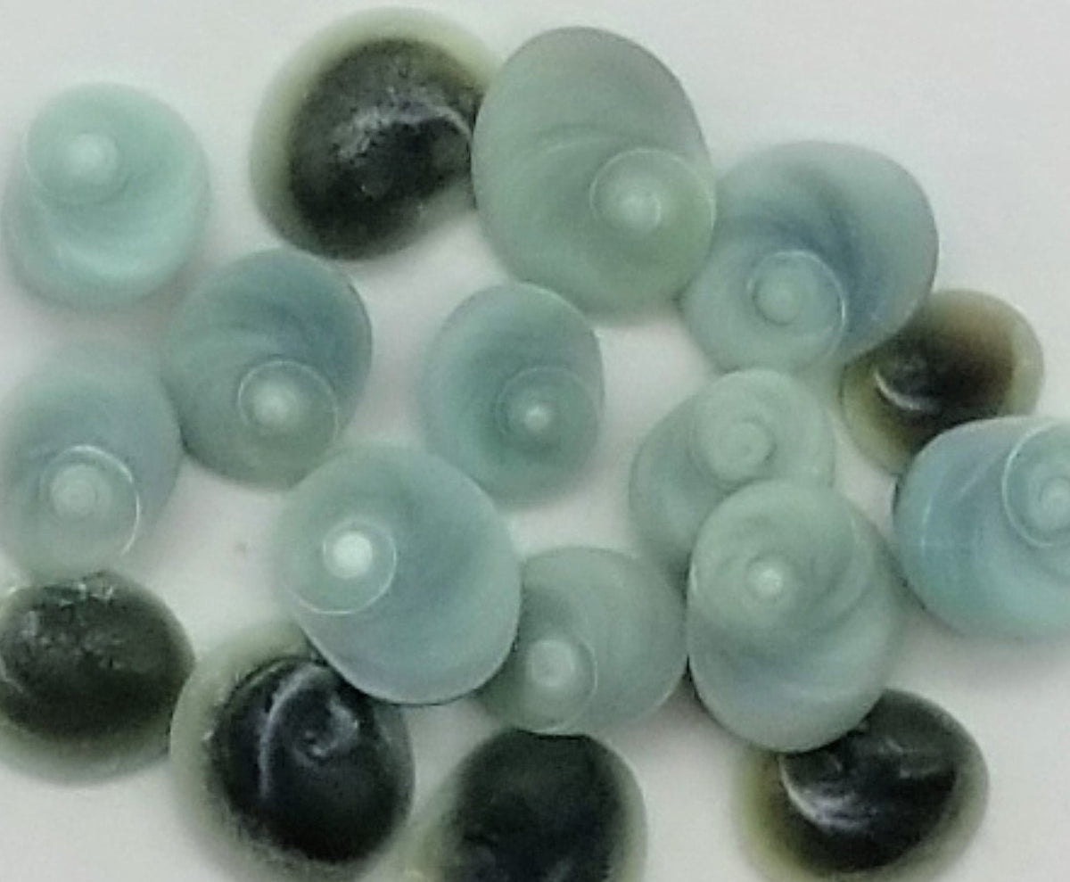 Operculums – Shells for Artists