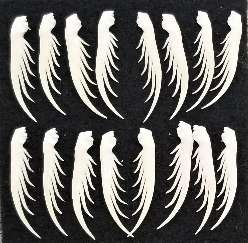 Squilla Claws – Shells for Artists