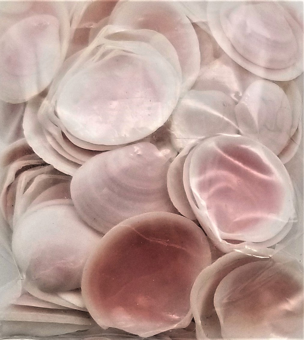 Cup Shells – Shells for Artists