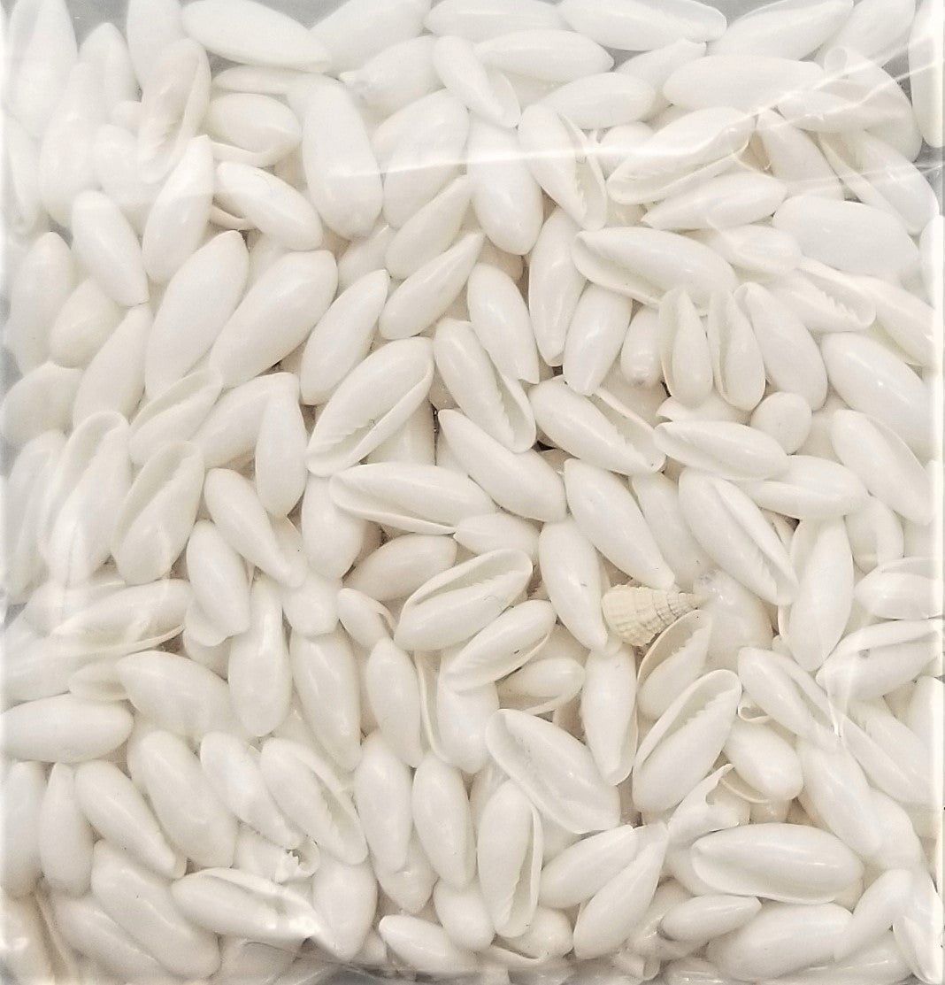 Rice – Shells for Artists