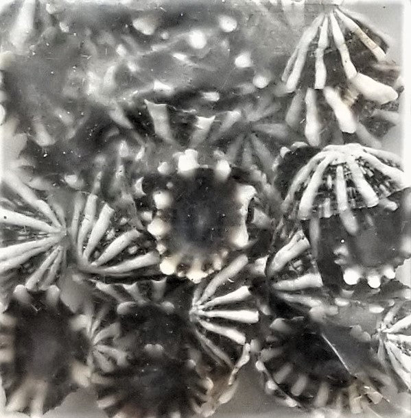 False Limpets – Shells for Artists