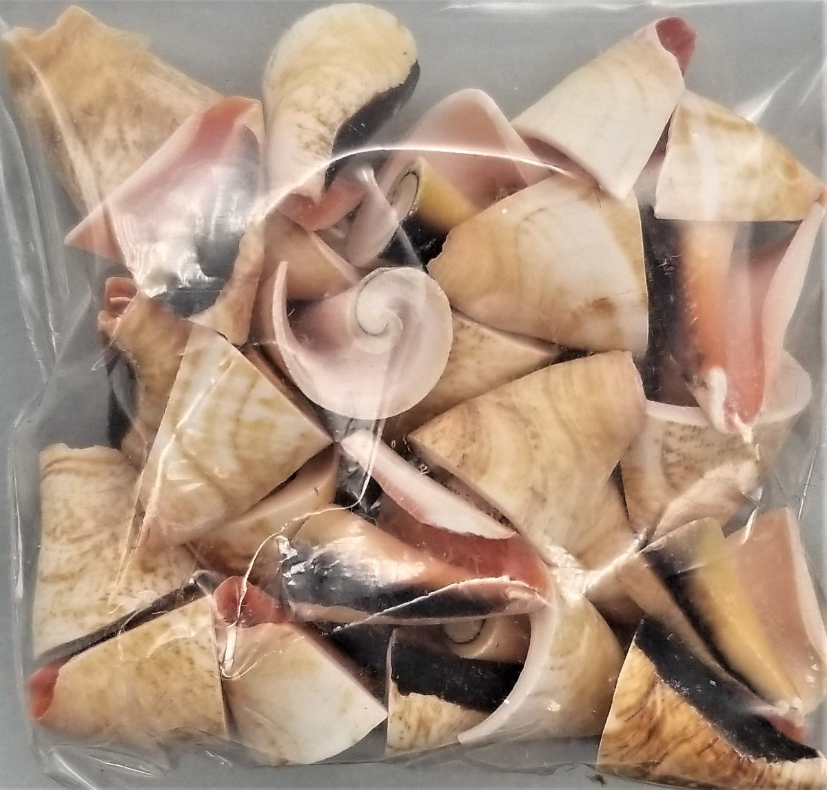 Strombus – Shells for Artists