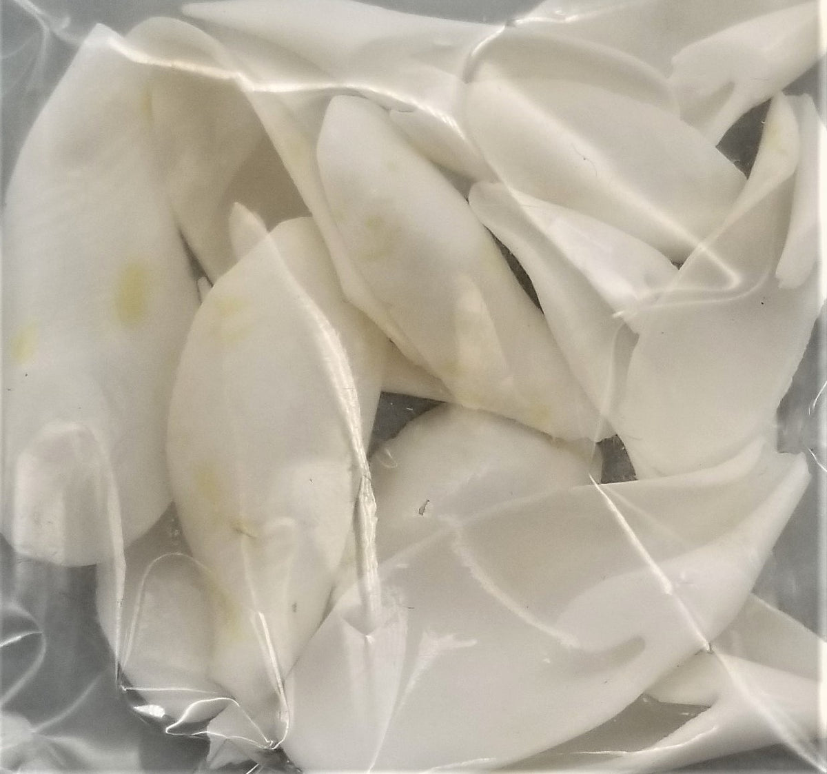 Cut Shells – Shells for Artists