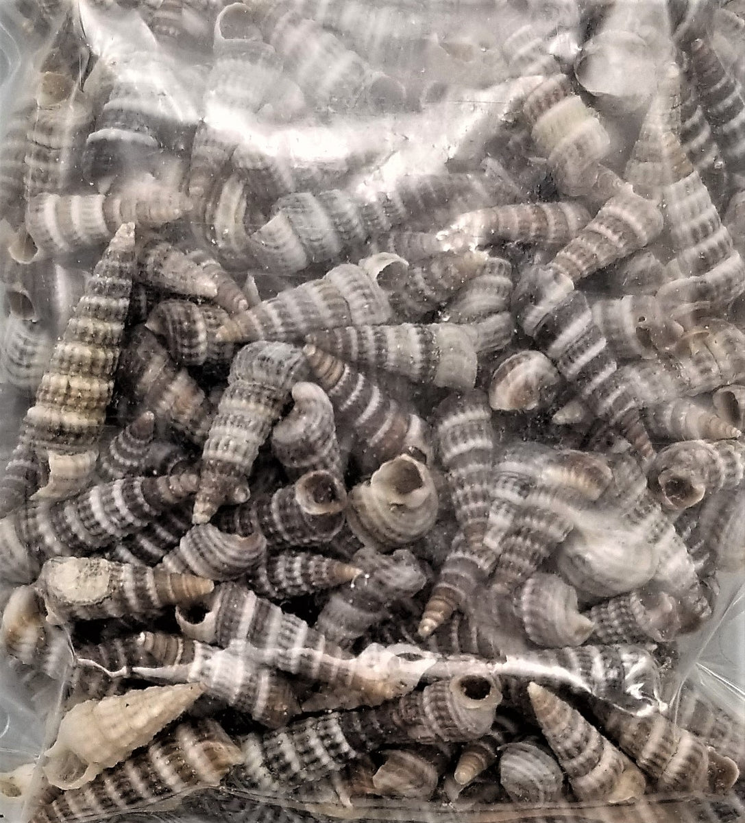 Horn Shells – Shells for Artists