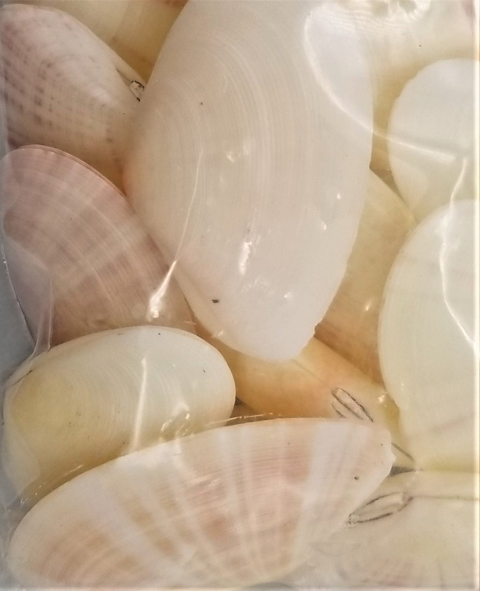 Tellin Shells – Shells for Artists