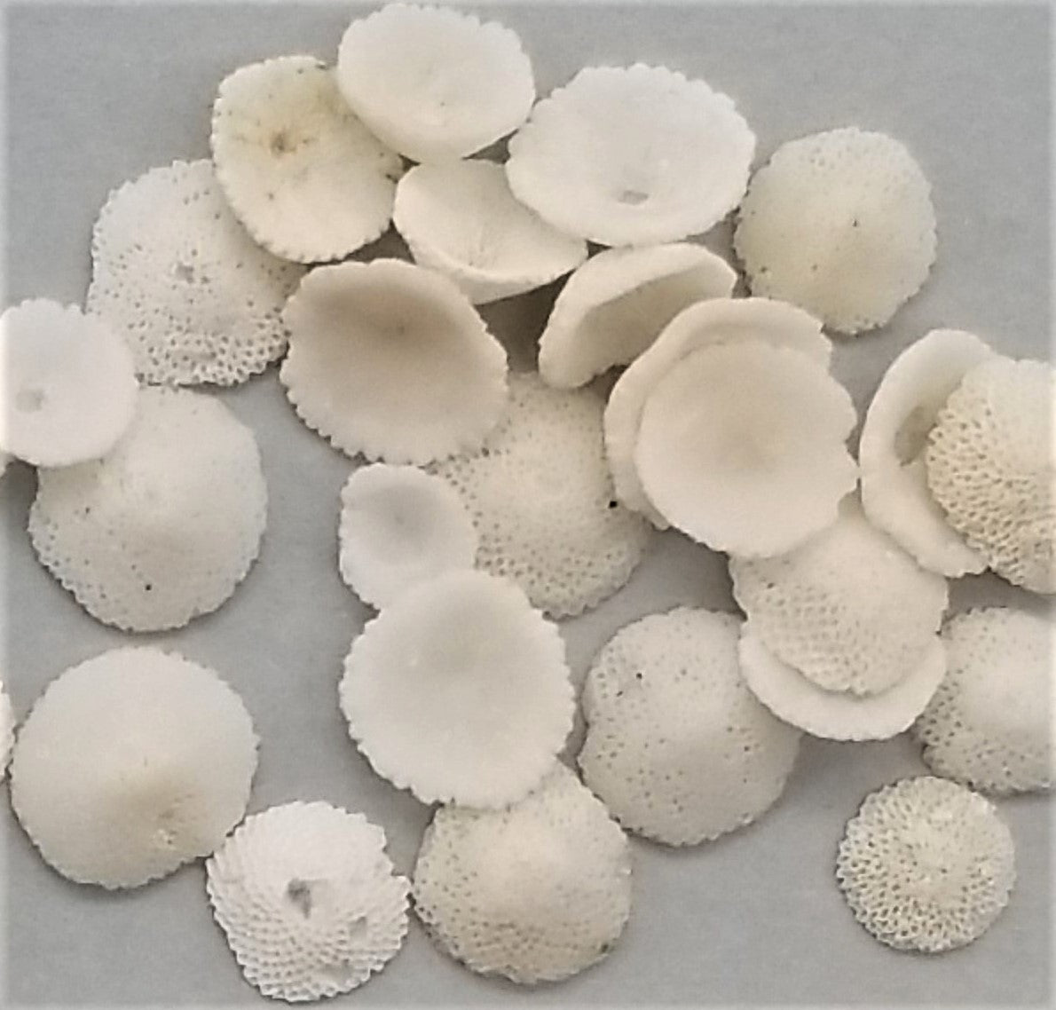 Coral – Shells for Artists