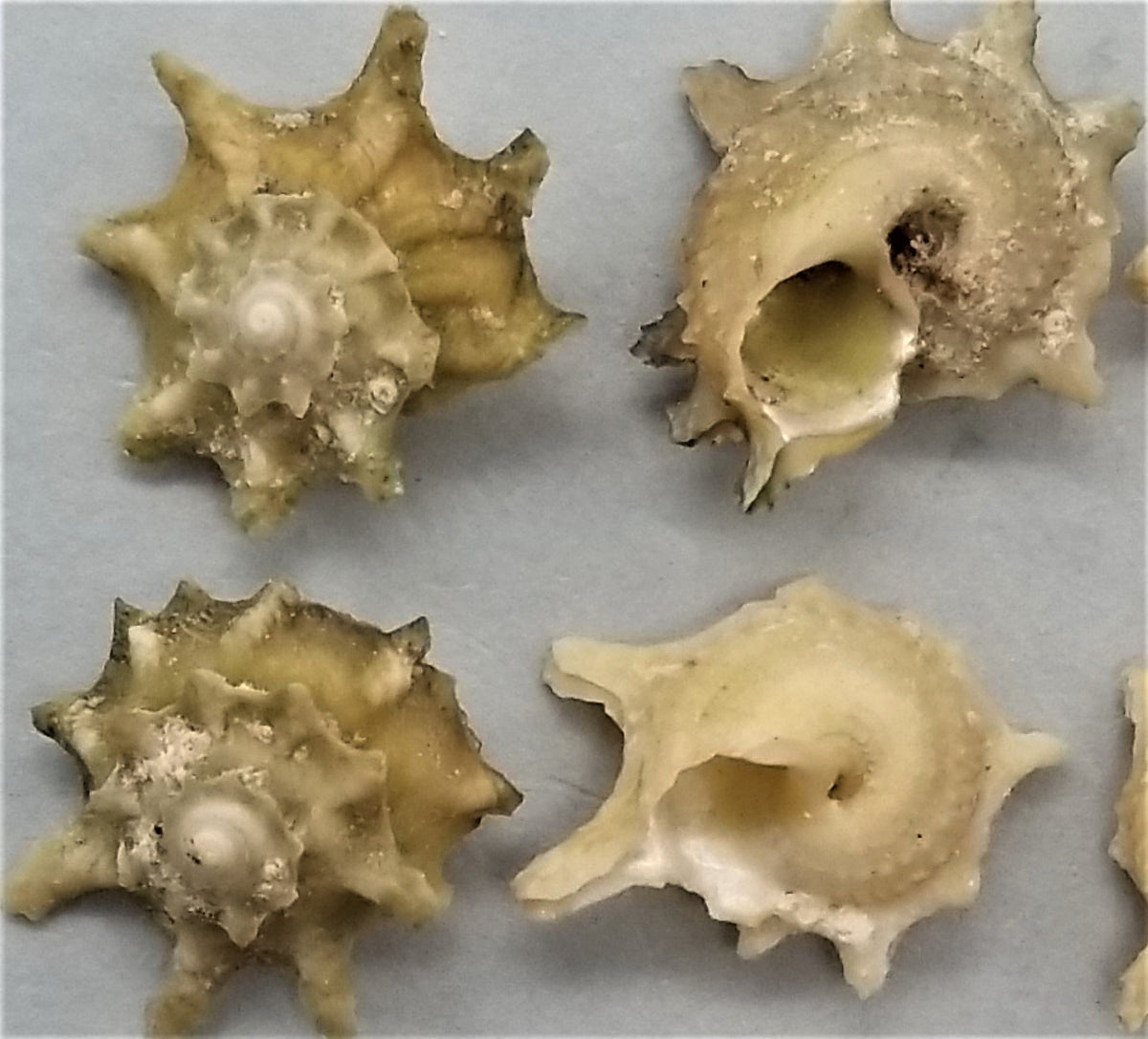 Star Shells – Shells for Artists