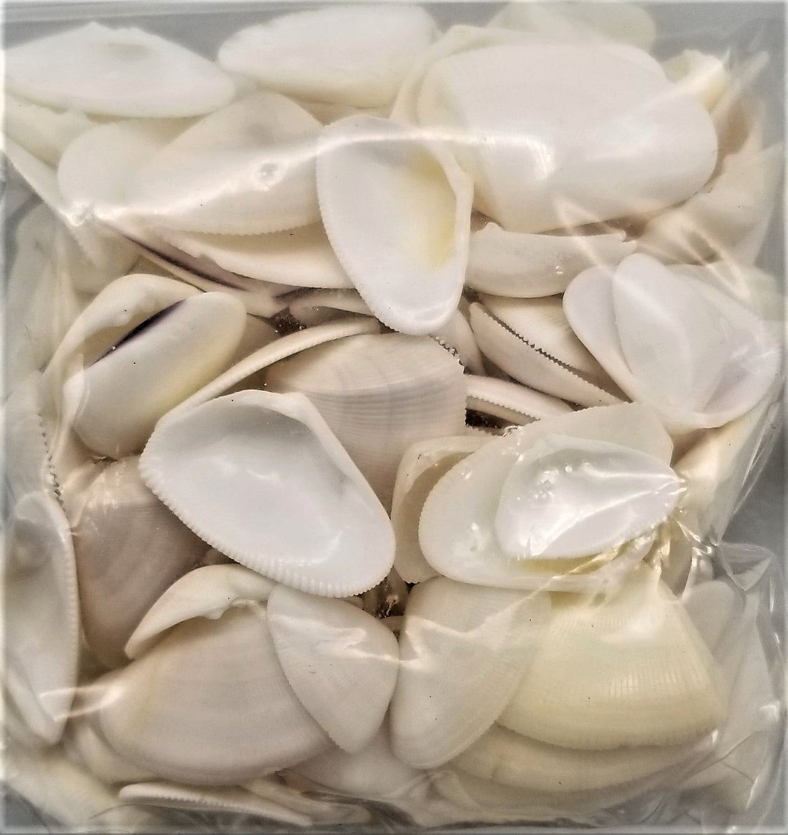 Donax – Shells for Artists