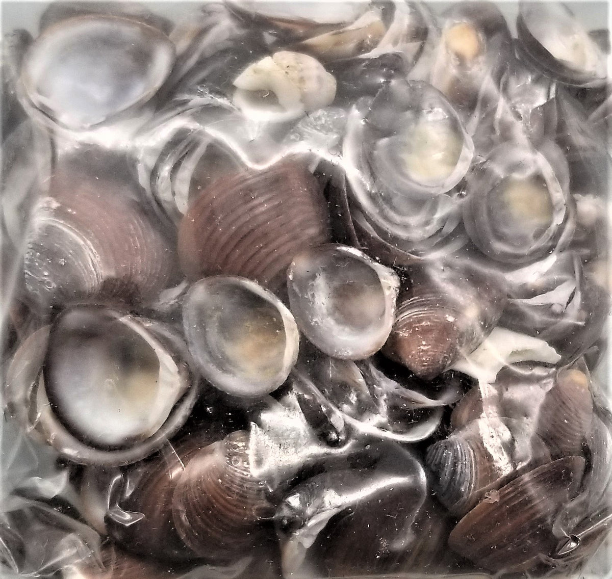 Clams – Shells for Artists