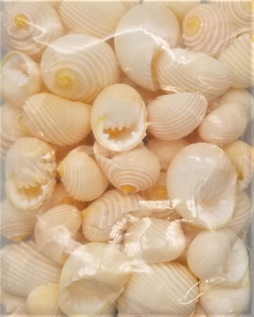 Peach Shells – Shells for Artists