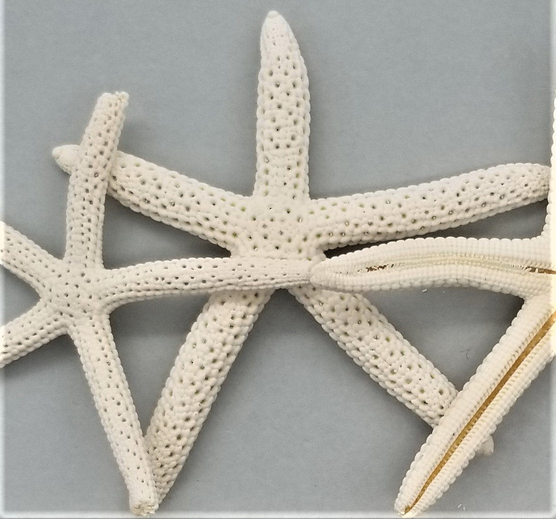 Sea Stars – Shells for Artists