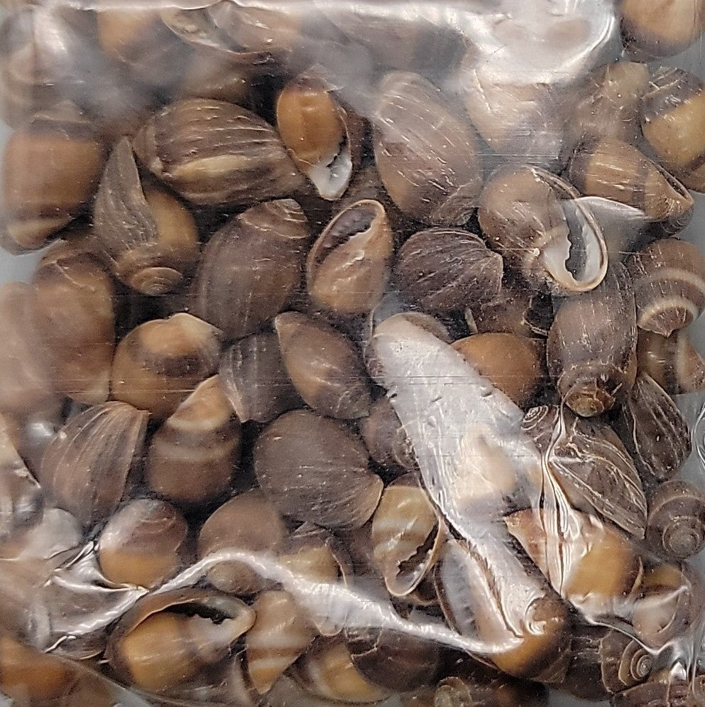 Melampus – Shells for Artists