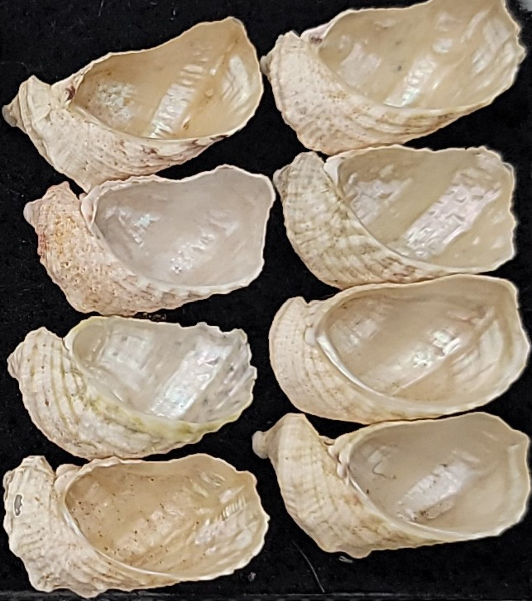 False Abalones – Shells for Artists