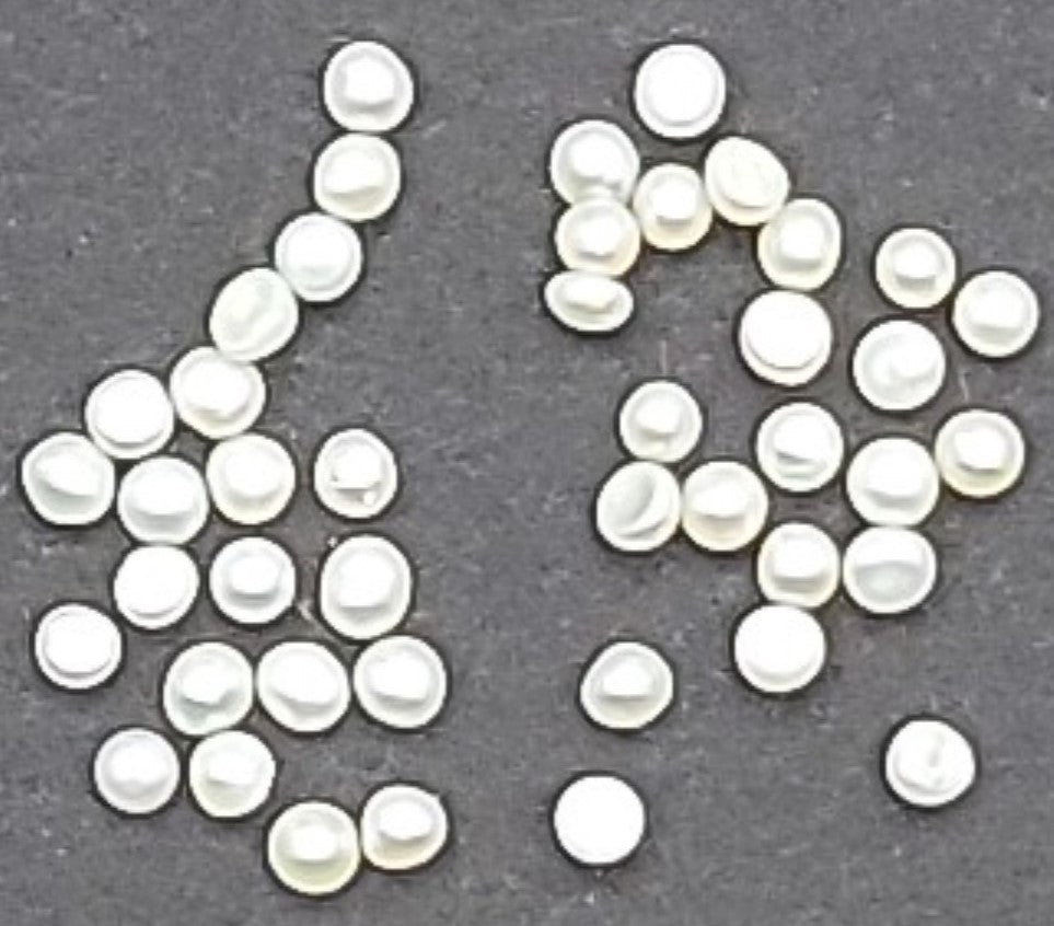 Micro (1mm to 2.5mm) – Shells for Artists