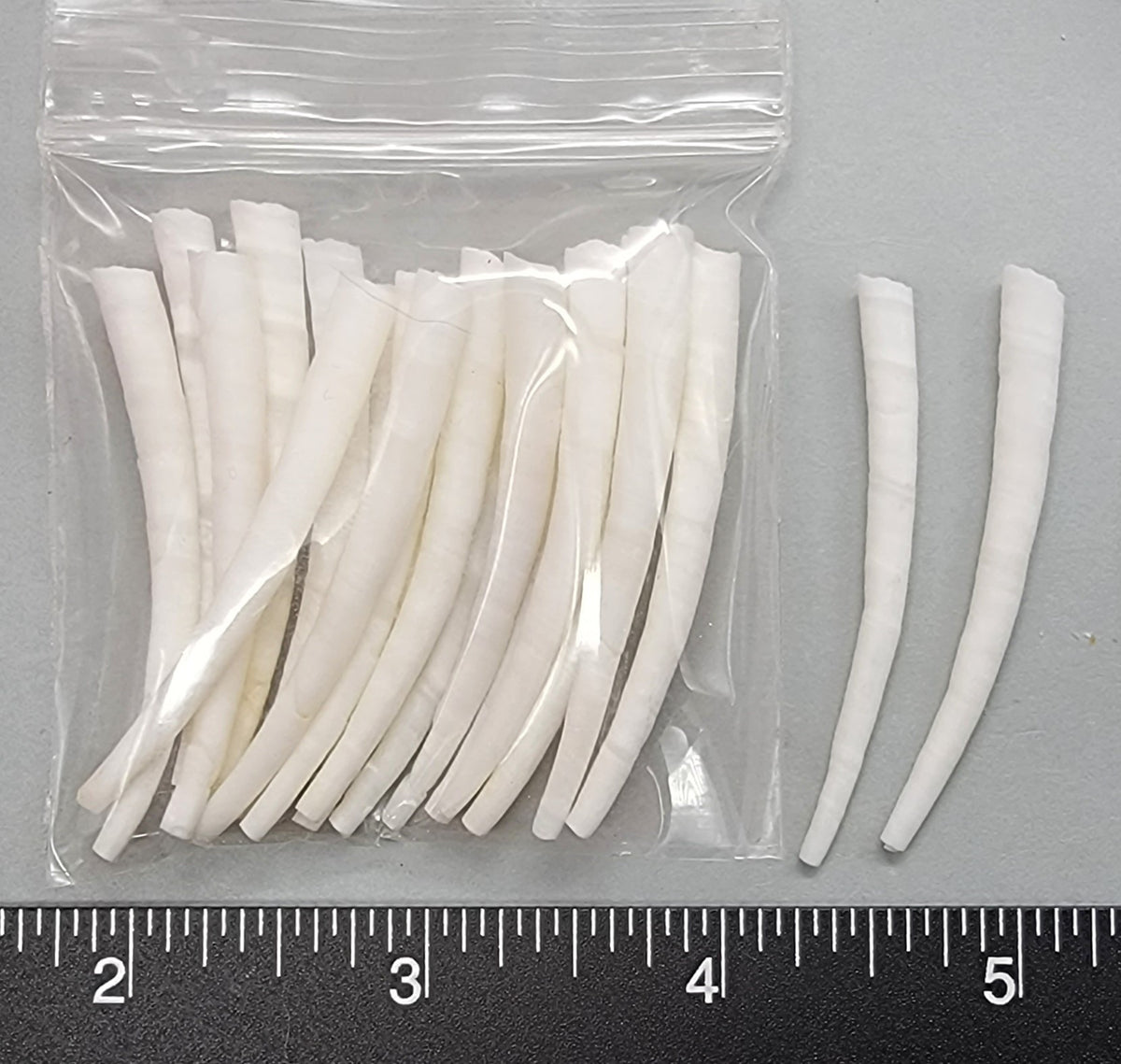Tusk Shells - Long Smooth White - 45mm to 55mm - 20pcs – Shells for Artists