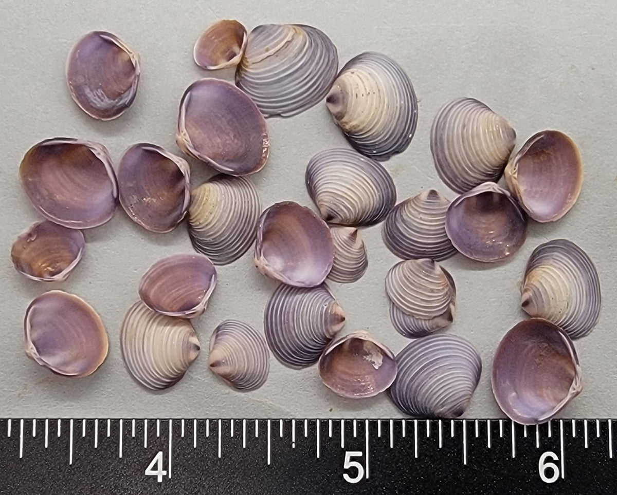 Little Purple Clams – Shells for Artists