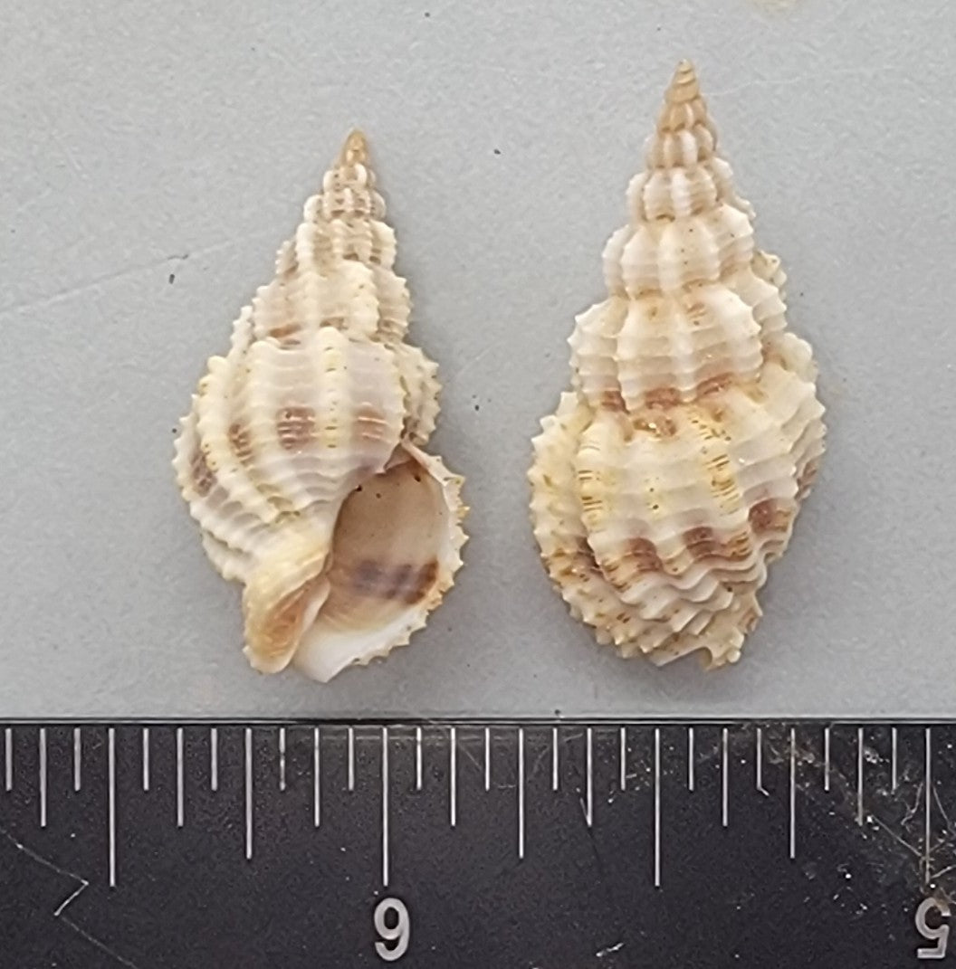 Phos "Whelks" - 24pcs - 24mm to 36mm – Shells for Artists