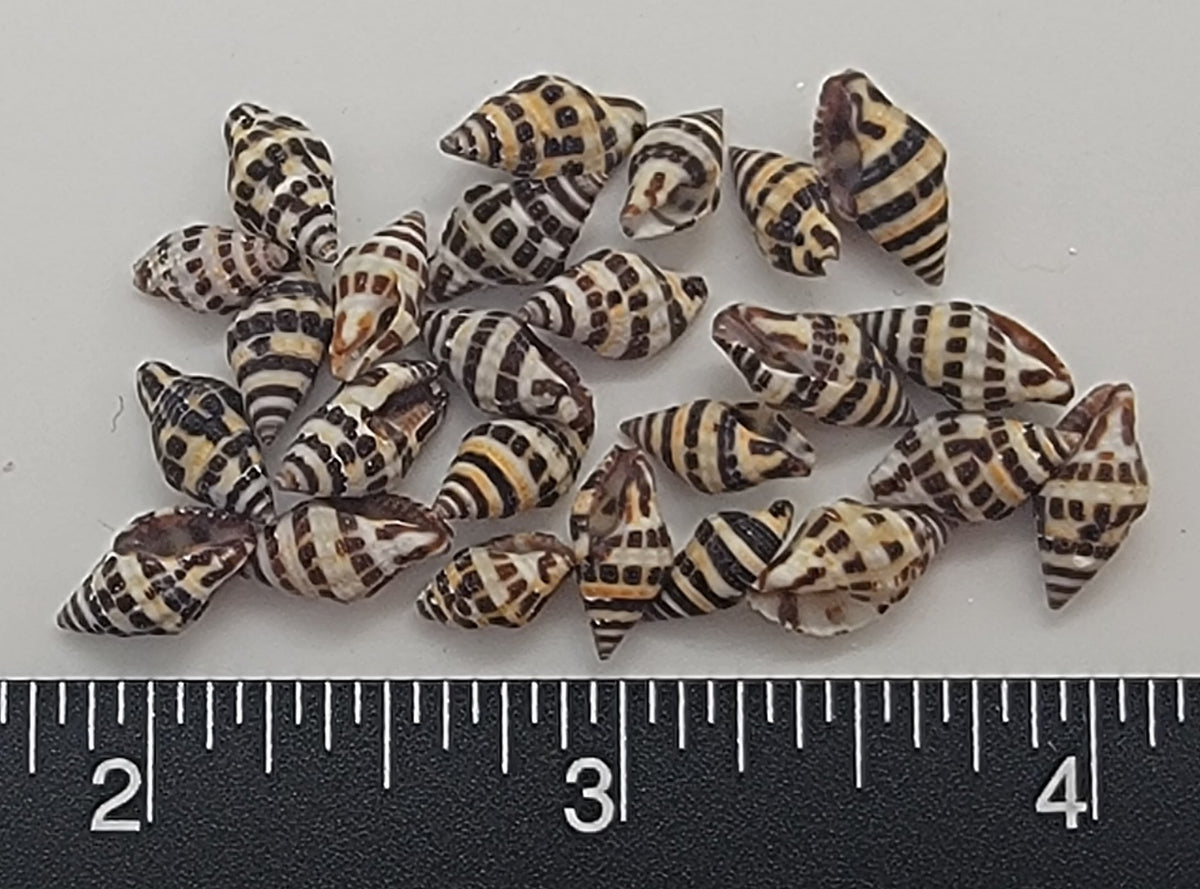 Tiny Dotted Miters - 25 pcs - 10mm to 18mm – Shells for Artists