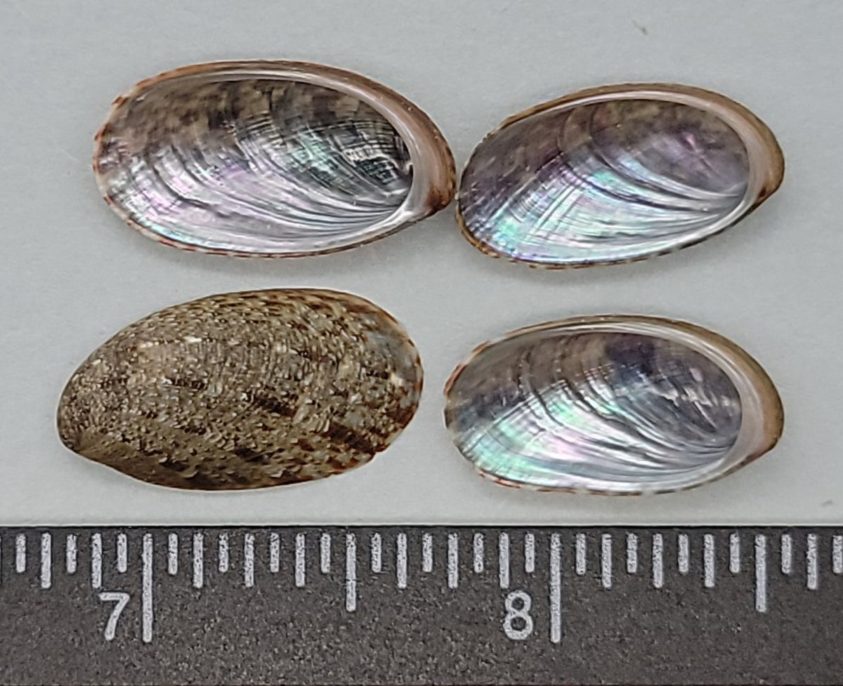 Black False Abalone - 18mm to 24mm - 20pcs – Shells for Artists