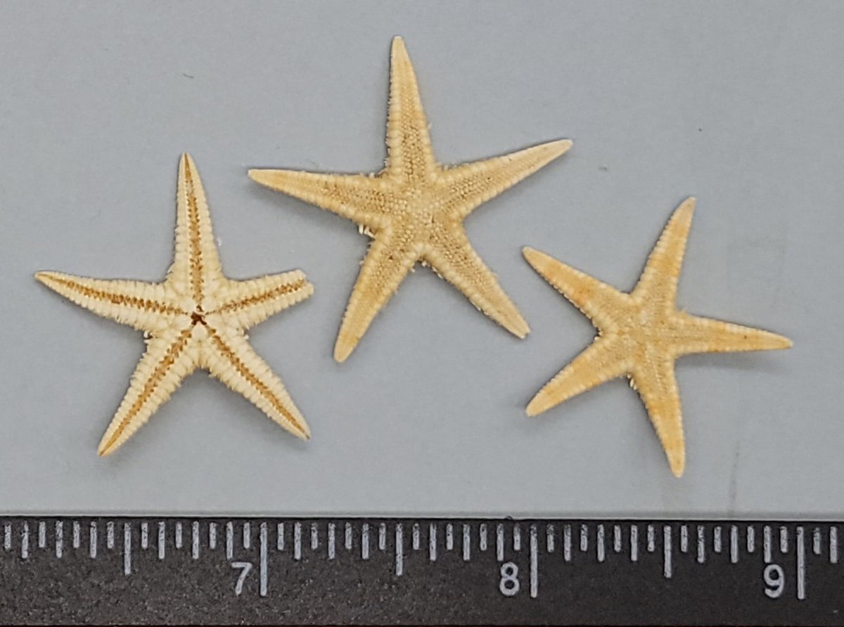 Flat Sea Stars - 24mm to 32mm - 16pcs – Shells for Artists