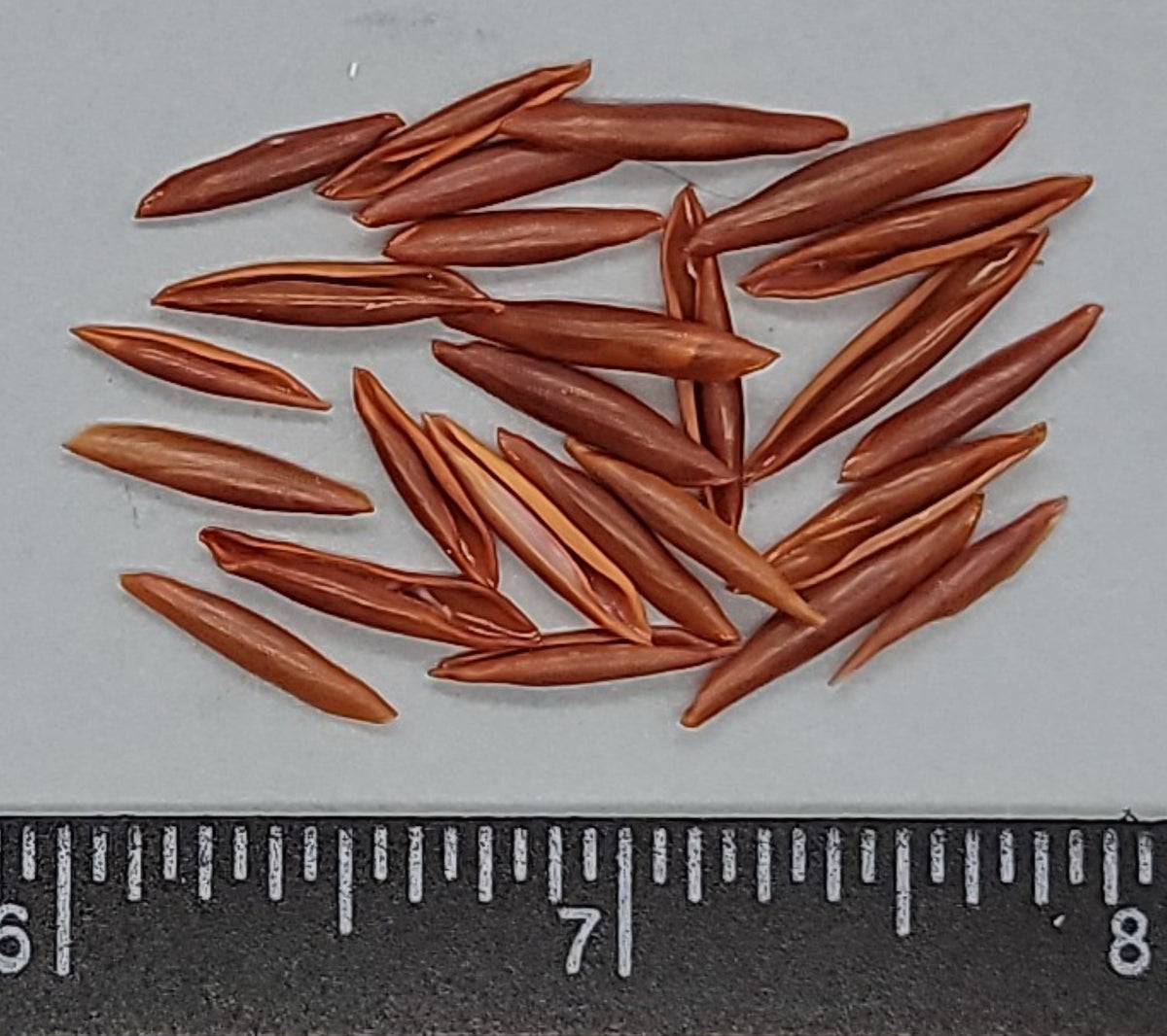 Gorgeous deep red Ovulids, a relative of the Cowries - 13mm to 18mm ...