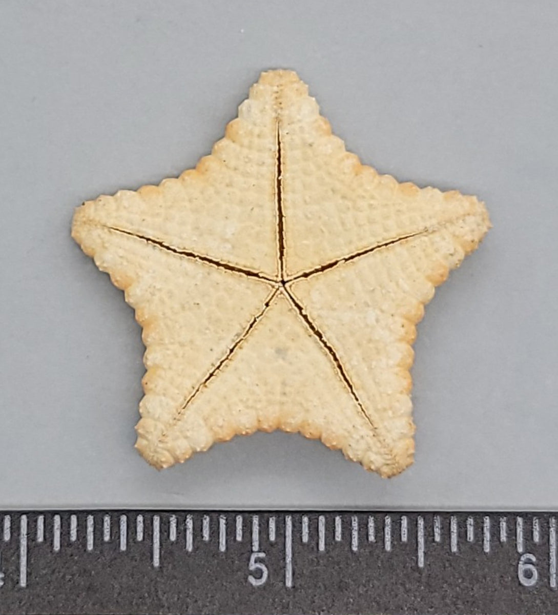 Seasonal Philippine Sea Star - 35mm to 45mm - 1pc – Shells for Artists