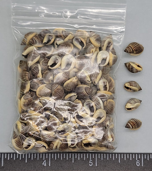 Small (10mm to 20mm) – Shells for Artists