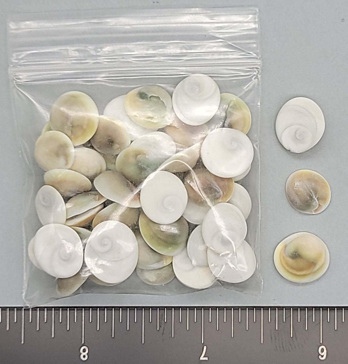Operculums - 9mm to 13mm - 50pcs – Shells for Artists