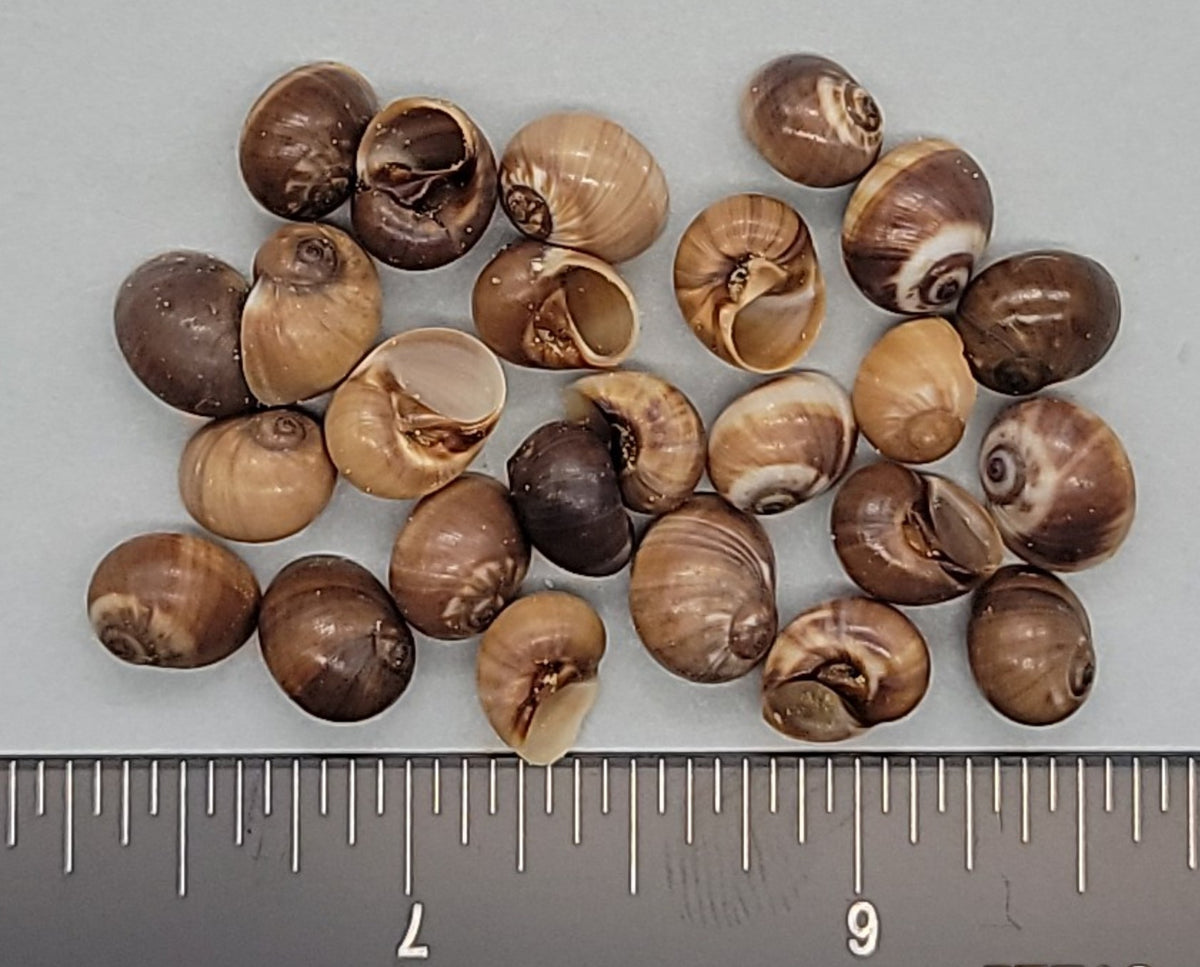 Glossy brown Moon Snails - 7mm to 10mm - 100pcs – Shells for Artists