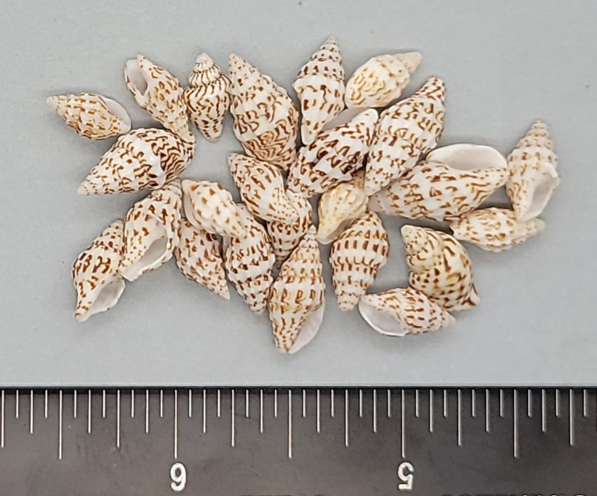Dotted Dove Shells - 8mm to 18mm - 2.5"x3" bag – Shells for Artists
