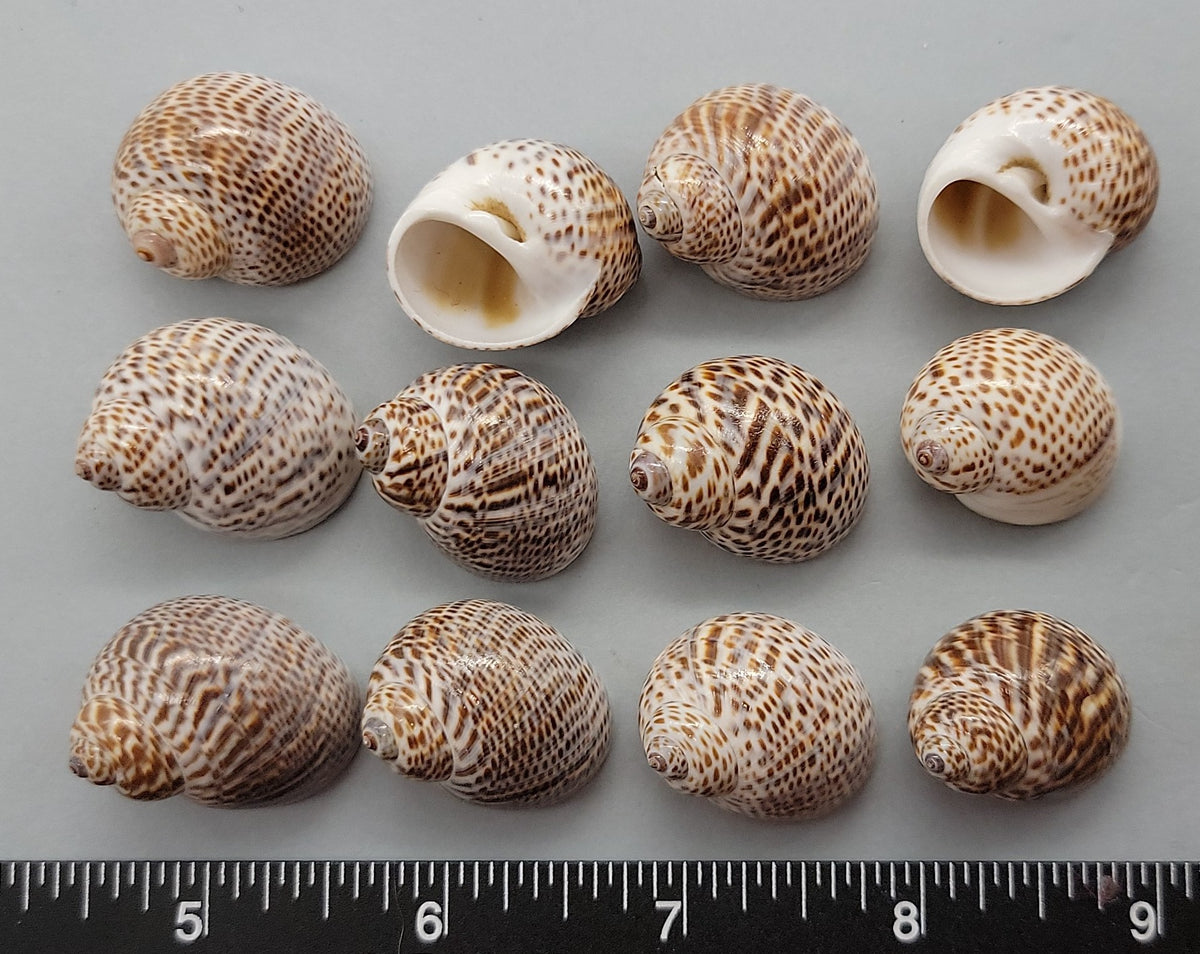 Speckled Moon Shells - 22mm to 28mm - 12pcs – Shells for Artists
