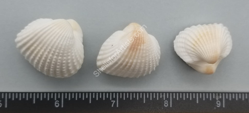 Extra Large Ark Shell Pairs - 25mm to 30mm - 10 pairs – Shells for Artists