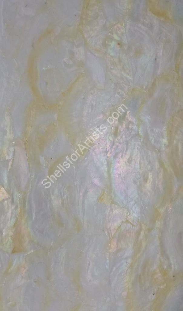 Gold Lip Mother of Pearl with a Yellow Blush Shell "Paper" – Shells for ...