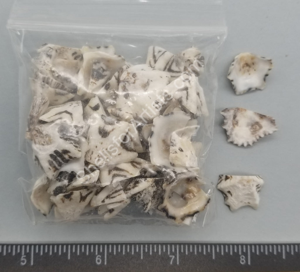 Half Cut Star Limpet Shells - 15mm to 18mm - 3" x 3" bag – Shells for ...