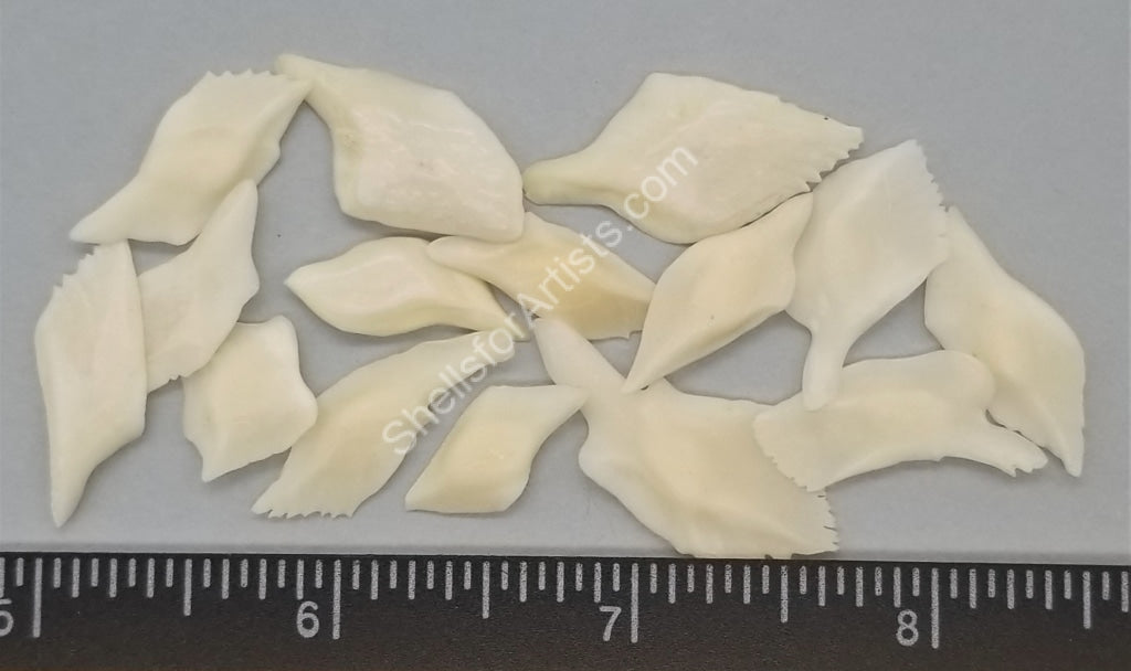 Large Gar Fish Scales - 10mm to 25mm - 3" x 4" bag – Shells for Artists