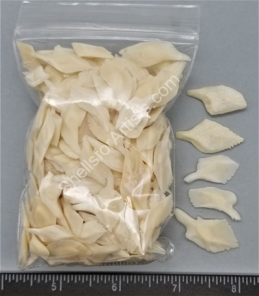 Large Gar Fish Scales - 10mm to 25mm - 3" x 4" bag – Shells for Artists