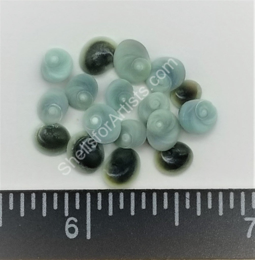 Operculum - Blue 3mm to 8mm - 100pcs – Shells for Artists