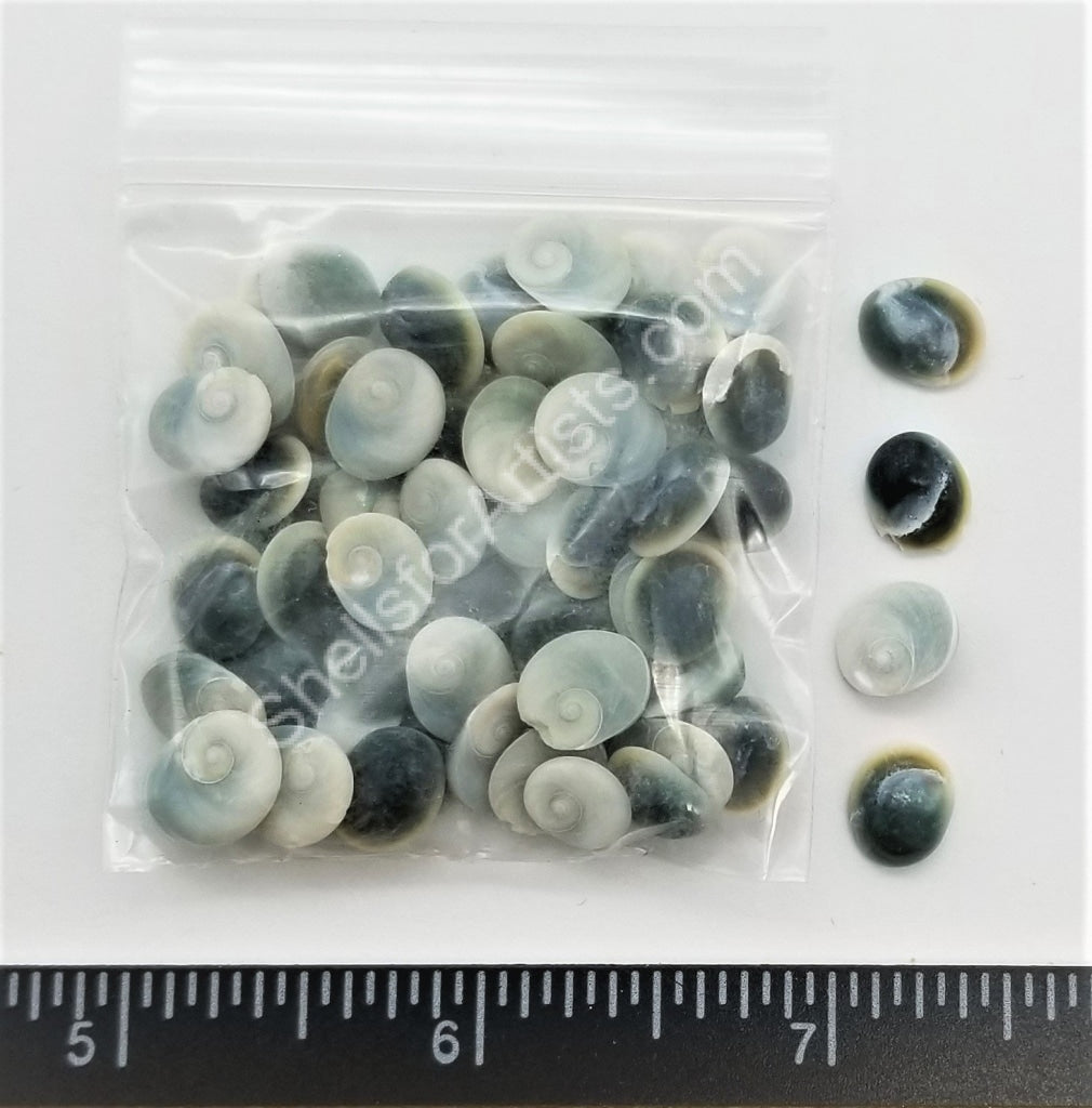 Operculum - 50pc – Shells for Artists