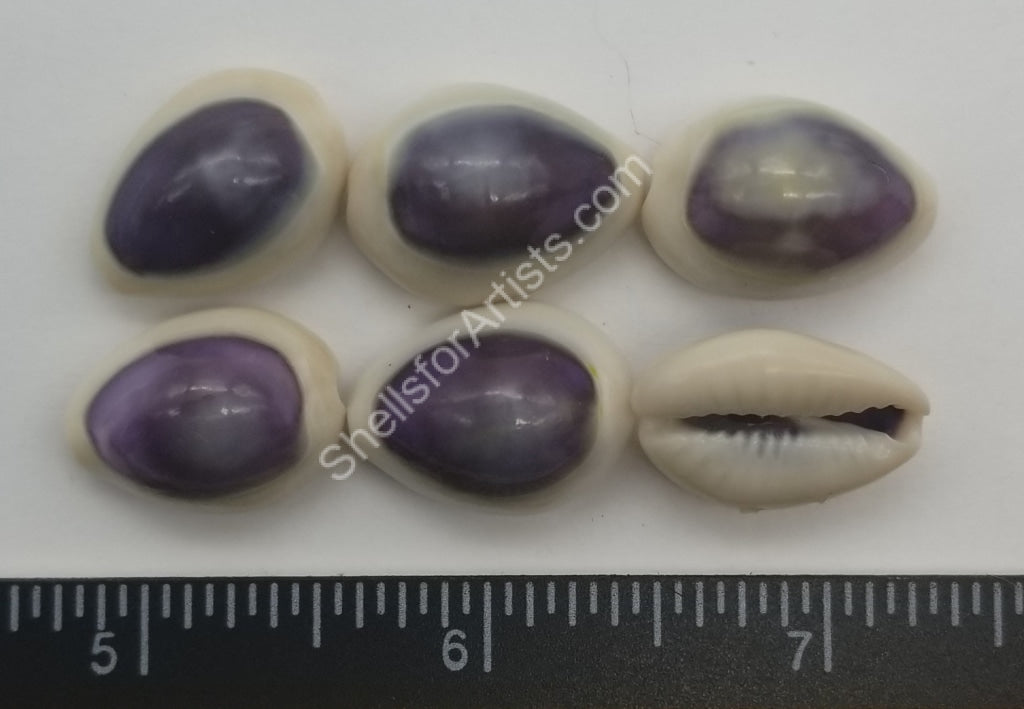 Purple Top Goldringer Cowry - 18mm to 24mm - 32pcs – Shells for Artists