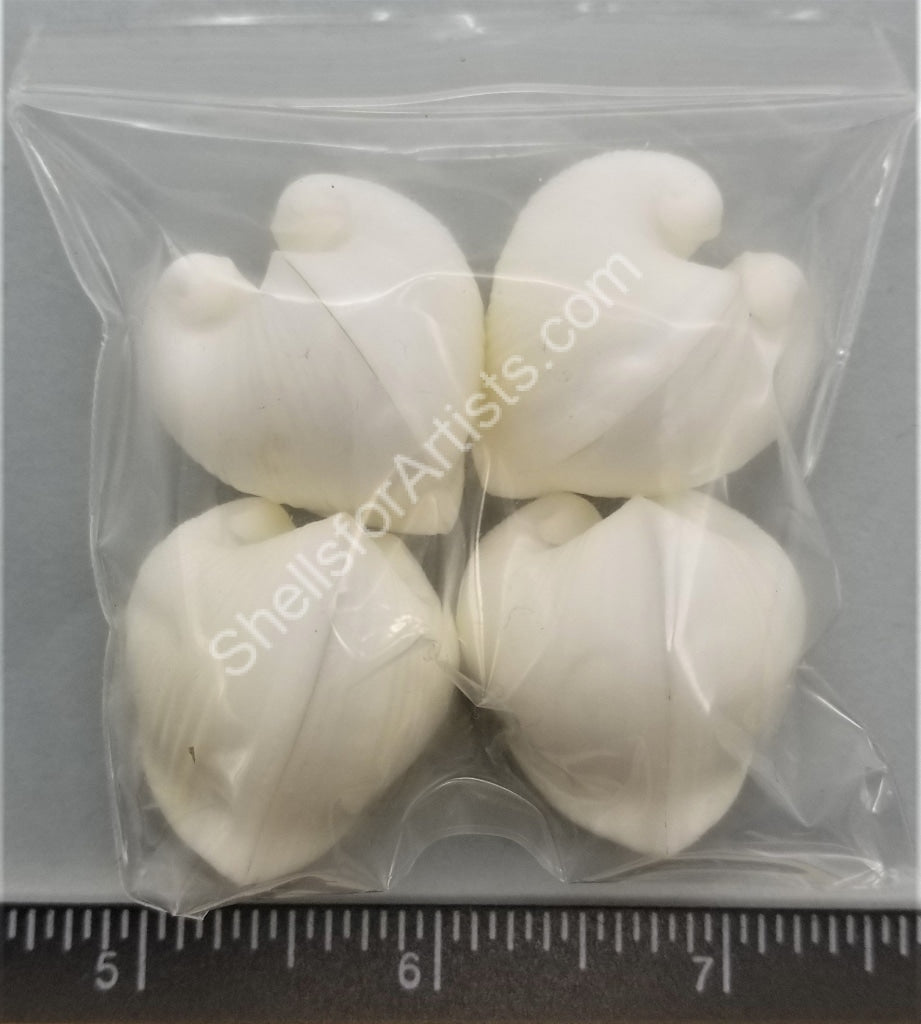 Ram's Horn Clam Shells - 4pc – Shells for Artists