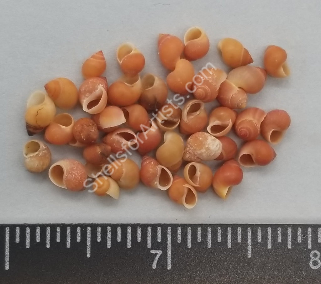 Red - orange “Moon Snails” – Shells for Artists