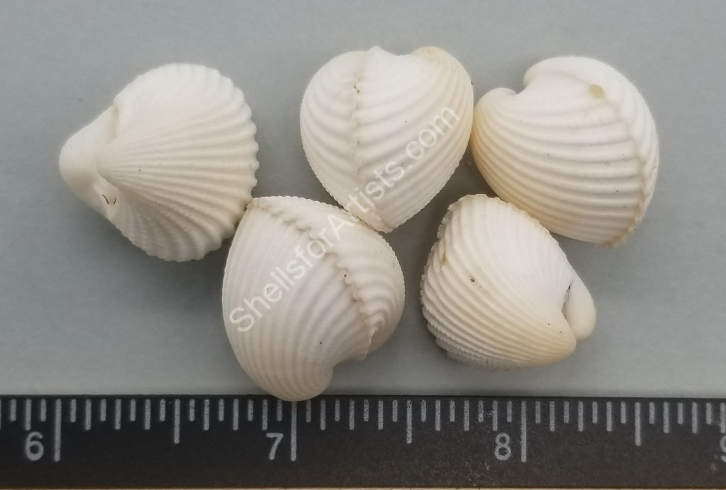 Small Round White Ark Shell Pairs - 18mm to 23mm - 12 pairs – Shells ...