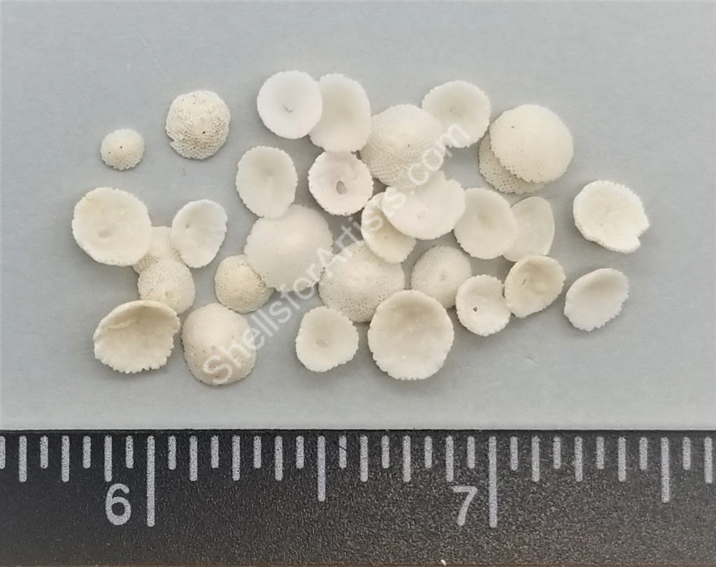 Solitary Corals - 4mm to 8mm 100pcs – Shells for Artists