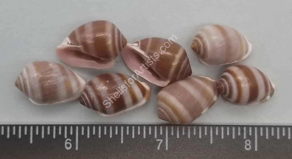 Striped Cat Ear Snails - 14mm to 18mm - 25pcs – Shells for Artists