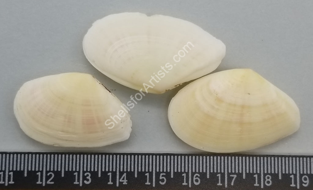 Tellin Shell pairs - 30mm to 38mm - 20pcs – Shells for Artists
