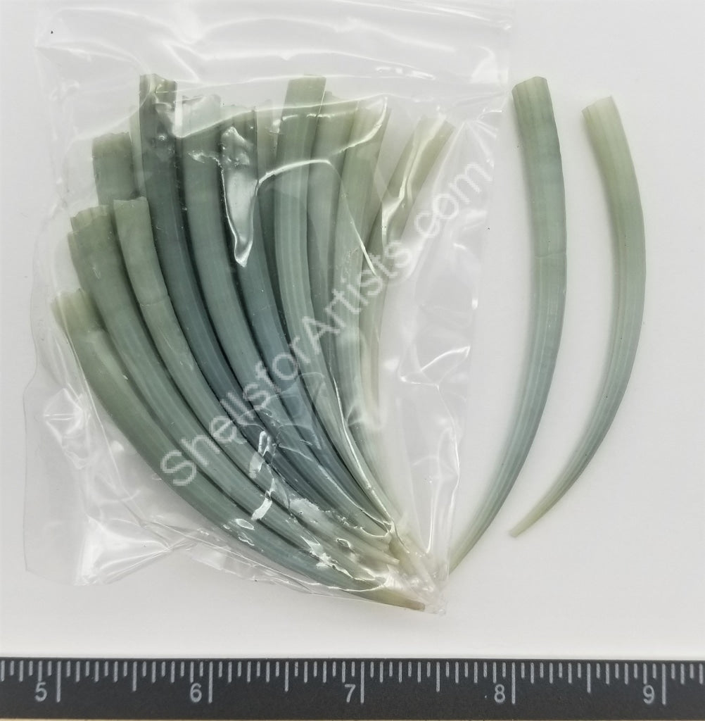 Tusk Shells - 16pc – Shells for Artists